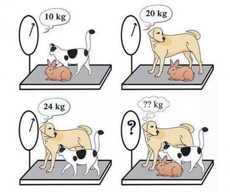 Consegue descobrir o peso dos animais neste desafio matemático? - Blog ...