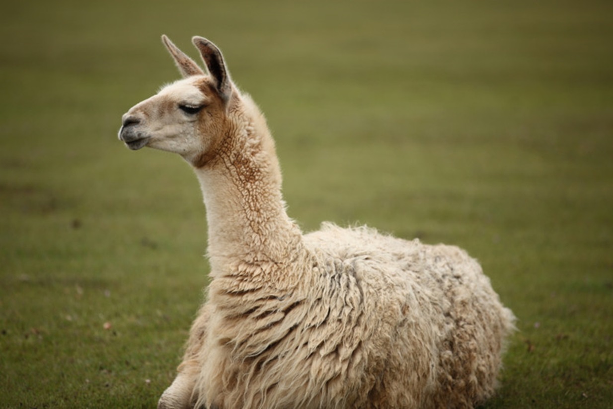 Dúvidas de Português: qual o coletivo de Lhama? - Pensar Cursos