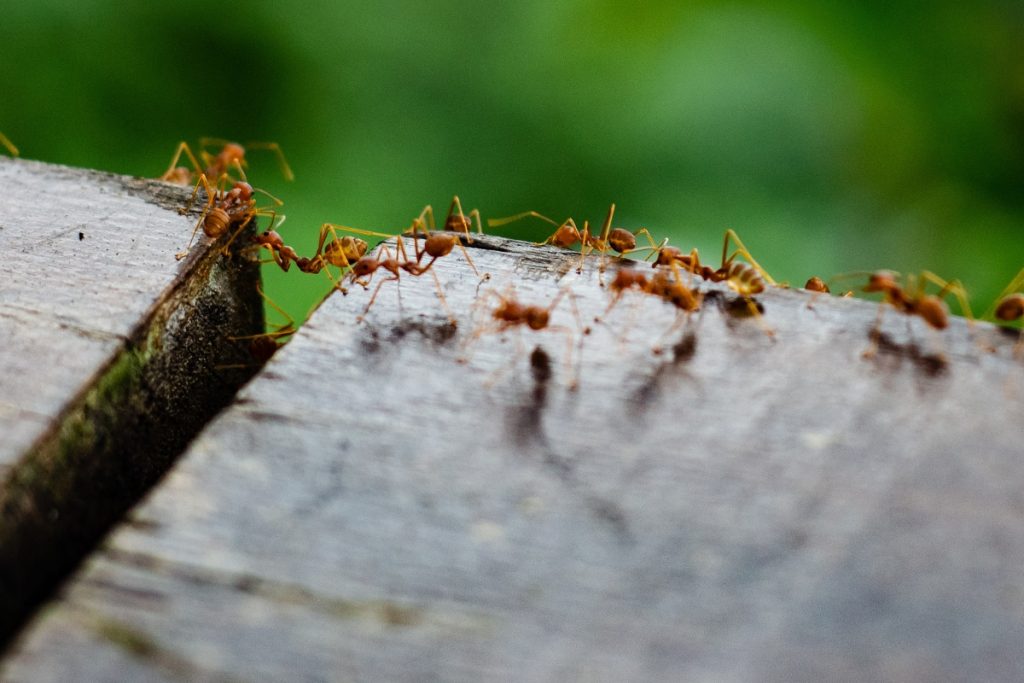 Qual é o coletivo de formigas? Descubra os segredos desse pequeno ...