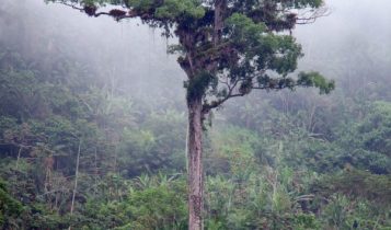 Assobiar ou assoviar? Qual o certo?